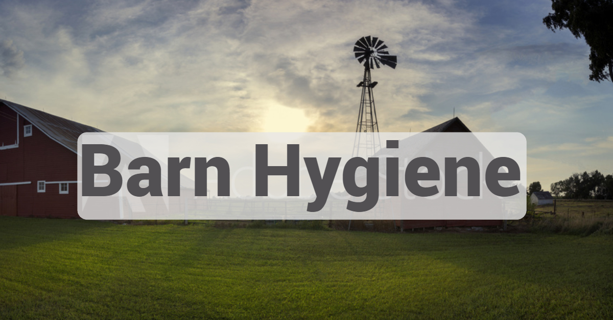 Top 4 Tips to improve Barn Hygiene - The Barnyard Supply Co