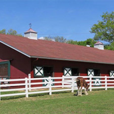 Top 4 Tips to improve Barn Hygiene - The Barnyard Supply Co