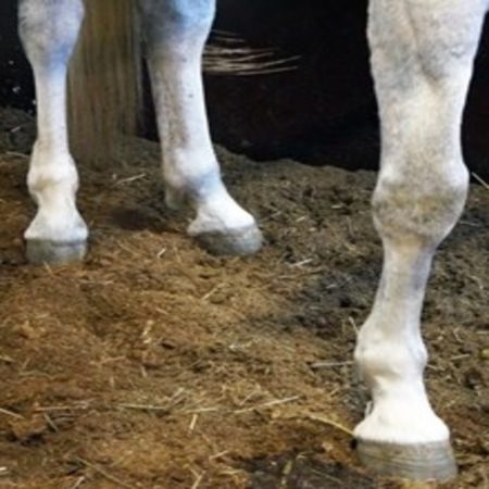 Top 4 Tips to improve Barn Hygiene - The Barnyard Supply Co