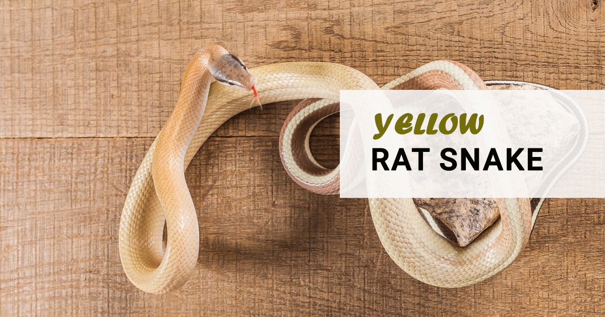 A Guide on Pet Snake Caring – Yellow Rat Snake - The Barnyard Supply Co