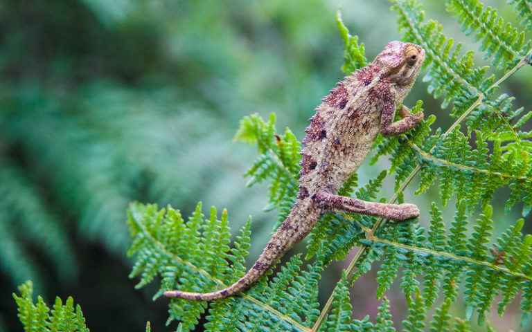 Caring for your Pet Lizard – Chameleon - The Barnyard Supply Co