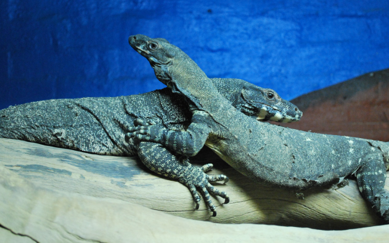 A Guide on Pet Lizard Caring - Monitor Lizard - The Barnyard Supply Co
