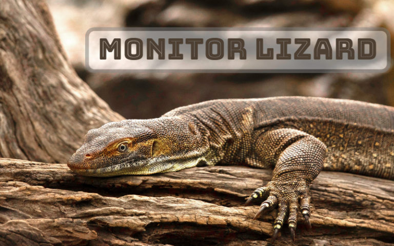 A Guide on Pet Lizard Caring - Monitor Lizard - The Barnyard Supply Co