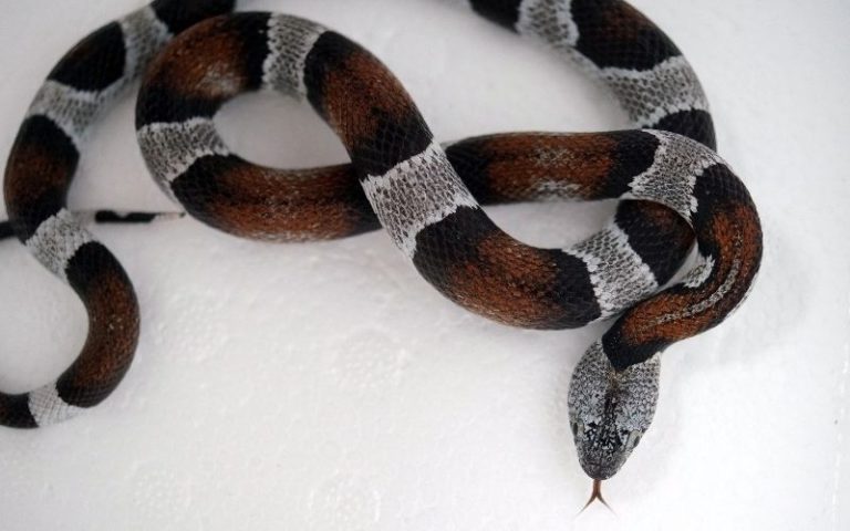 10 Best Snake As Pet - The Barnyard Supply Co