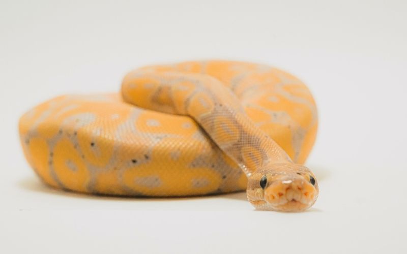 10 Best Snake As Pet - The Barnyard Supply Co