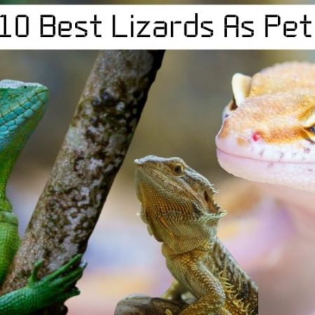 10 Best Snake As Pet - The Barnyard Supply Co