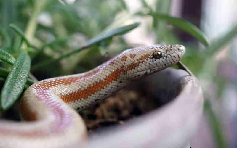 10 Best Snake As Pet - The Barnyard Supply Co
