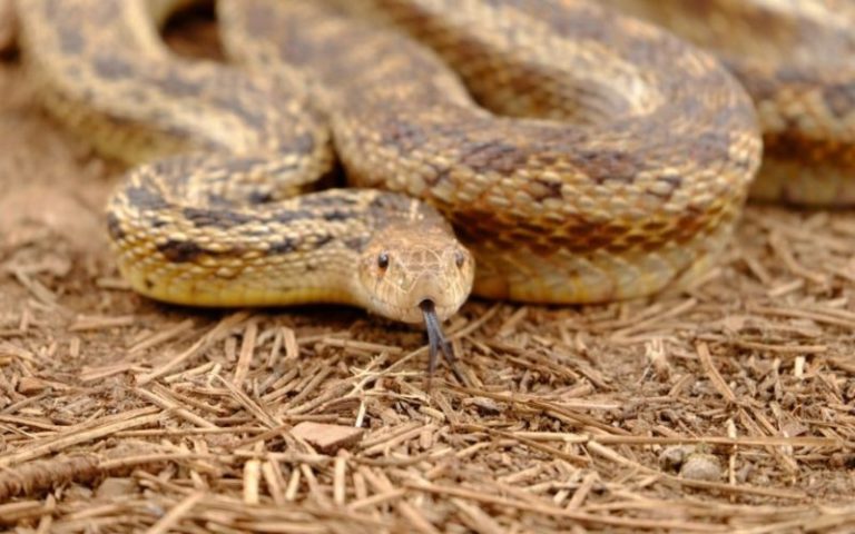 10 Best Snake As Pet - The Barnyard Supply Co