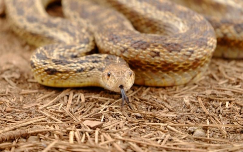 10 Best Snake As Pet - The Barnyard Supply Co