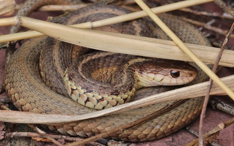 10 Best Snake As Pet - The Barnyard Supply Co