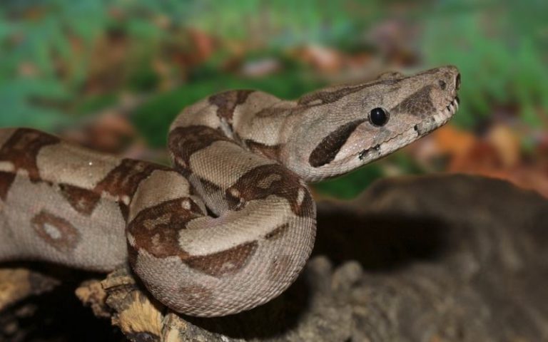 10 Best Snake As Pet - The Barnyard Supply Co