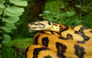 10 Best Snake As Pet - The Barnyard Supply Co