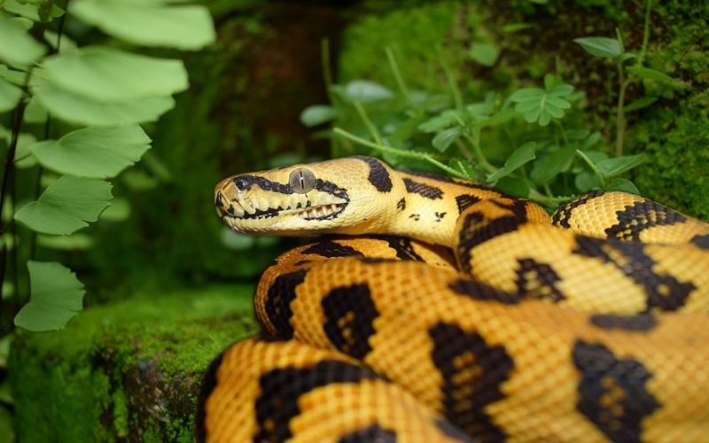 10 Best Snake As Pet - The Barnyard Supply Co