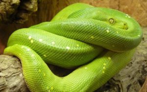 10 Best Snake As Pet - The Barnyard Supply Co