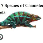 10 Best Snake As Pet - The Barnyard Supply Co