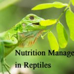 10 Best Snake As Pet - The Barnyard Supply Co