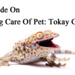 10 Best Snake As Pet - The Barnyard Supply Co